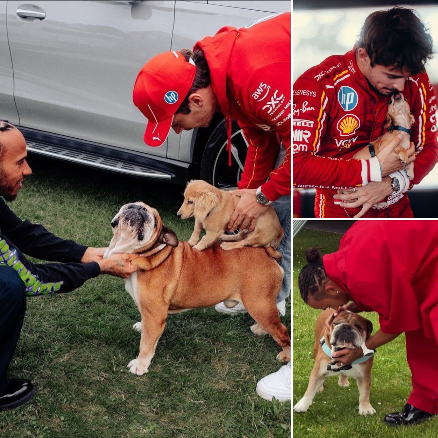 Ferrari’s Secret Support System: How Hamilton and Leclerc’s Dogs Keep ...