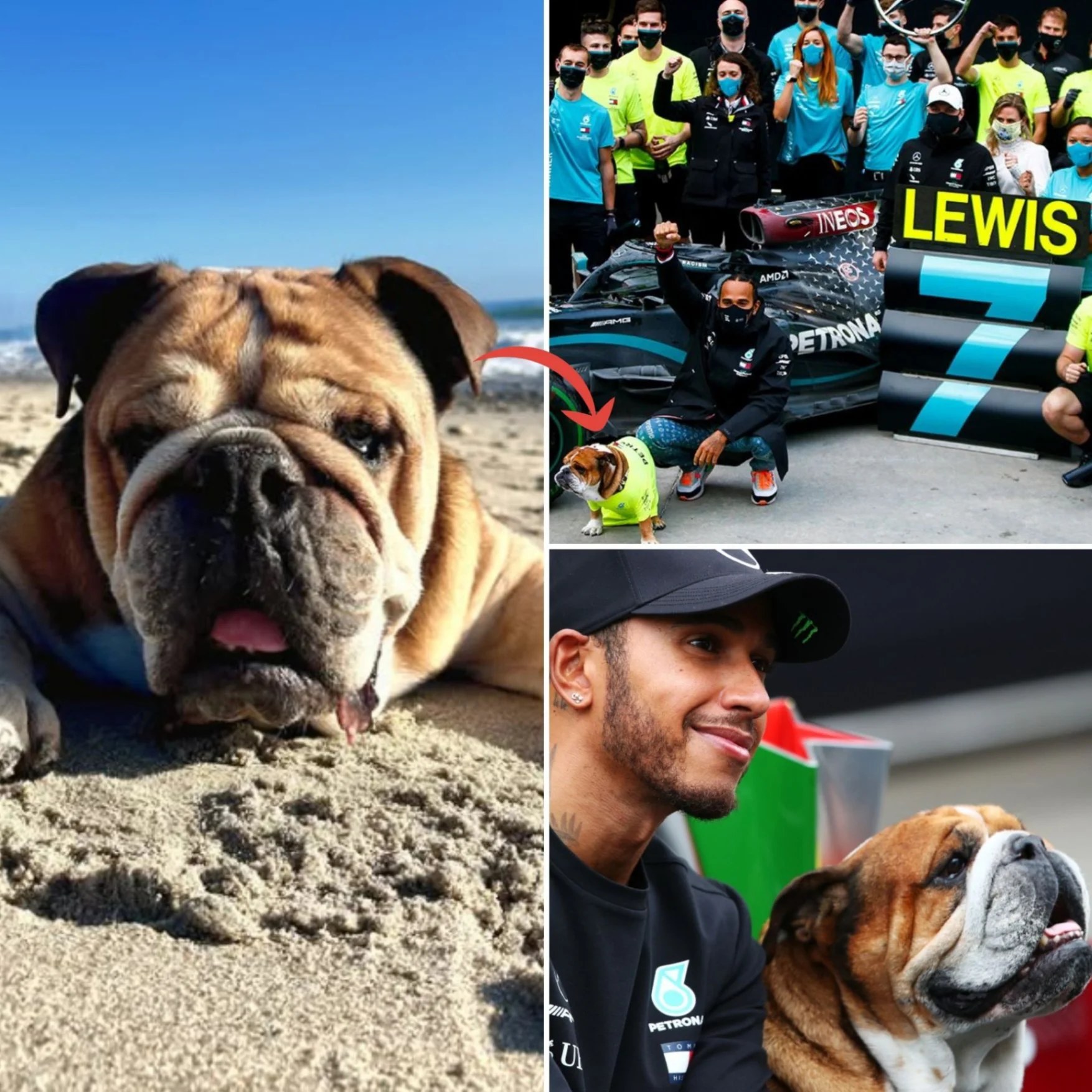 Roscoe Hamilton, Lewis Hamilton’s famous bulldog, has been noticeably ...