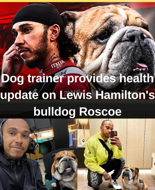Dog trainer provides health update on Lewis Hamilton's beloved pet ...